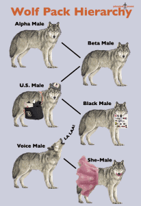 Wolf Pack Hierarchy (Pic)