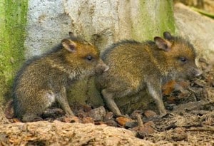 15 Baby Animals You Didn't Know Were Adorable