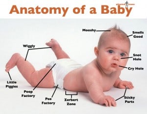 Anatomy of a Baby