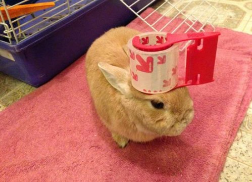 Stuff on My Rabbit (22 Pics)