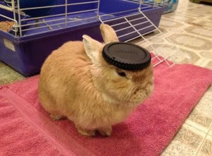 Stuff on My Rabbit (22 Pics)