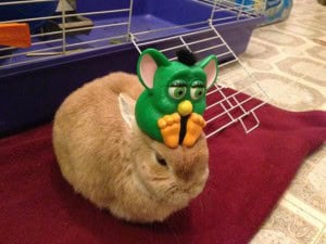 Stuff on My Rabbit (22 Pics)