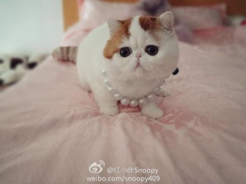 Meet Snoopy the Exotic Shorthair Cat (22 Pics)