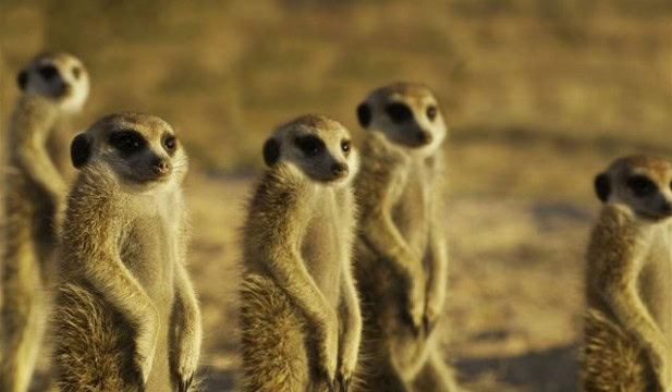 Animals Without Necks (20 Pics)
