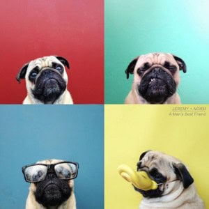 Meet Norm: The Photogenic Pug (14 Pics)