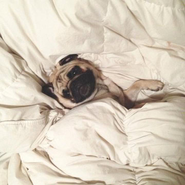 Meet Norm: The Photogenic Pug (14 Pics)