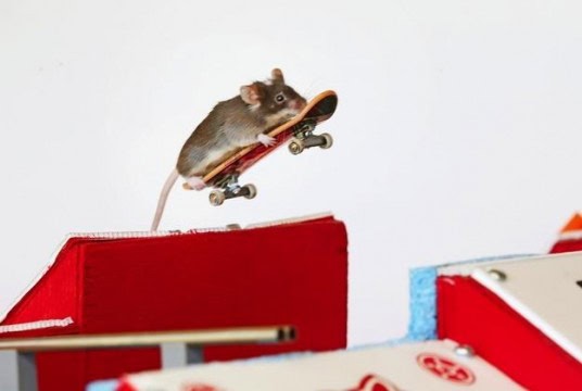 Check Out These Skateboarding Mice