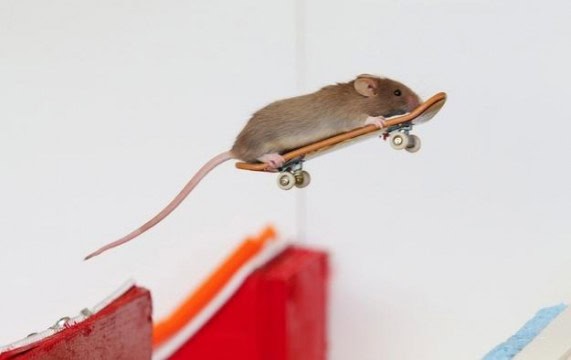 Check Out These Skateboarding Mice