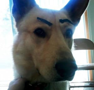 18 Dogs With Eyebrows