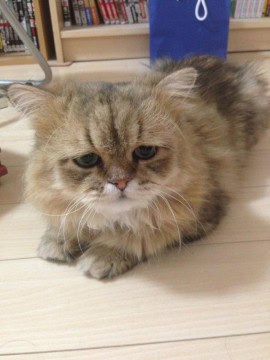 Meet Foo-Chan: The Perpetually Disappointed Cat (10 Pics)