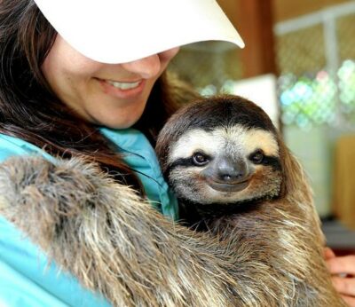 An Ode to the Sloth (18 Pics)