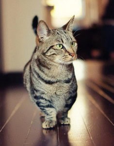 Munchkins Are the Corgis of Cats (20 Pics)