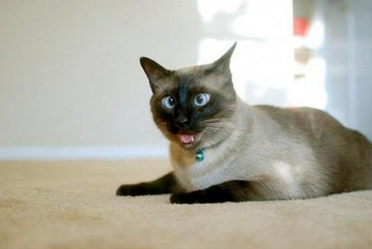 23 Cats That Forgot How to Cat