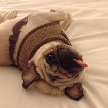 Meet Pirate Pug Jack: The One-Eyed Pug (18 Pics)