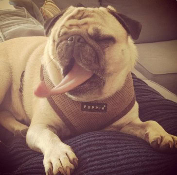 Meet Pirate Pug Jack: The One-Eyed Pug (18 Pics)