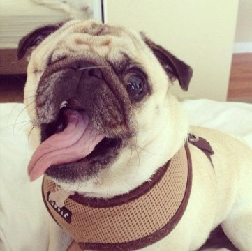 Meet Pirate Pug Jack: The One-Eyed Pug (18 Pics)
