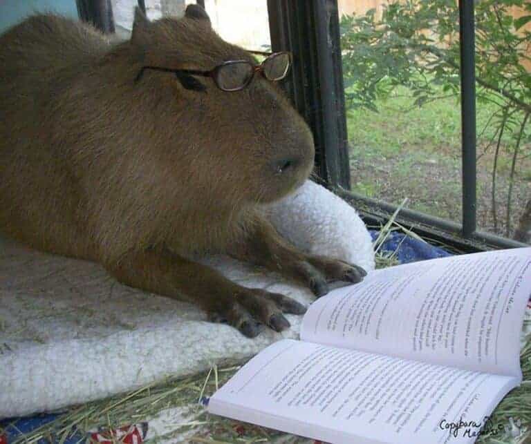 An Ode to the Capybara (15 Pics)