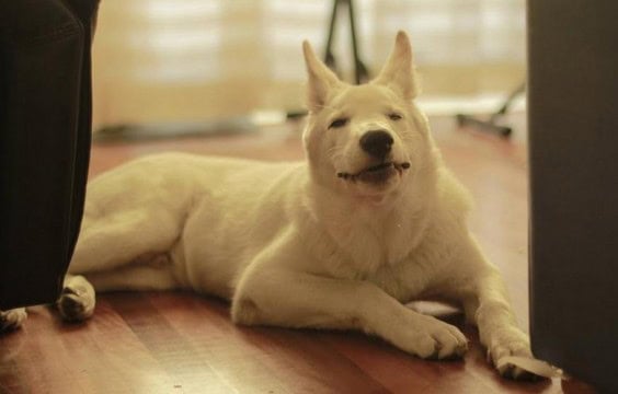 21 Dogs Caught Mid-Sneeze