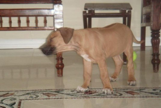 21 Dogs Caught Mid-Sneeze