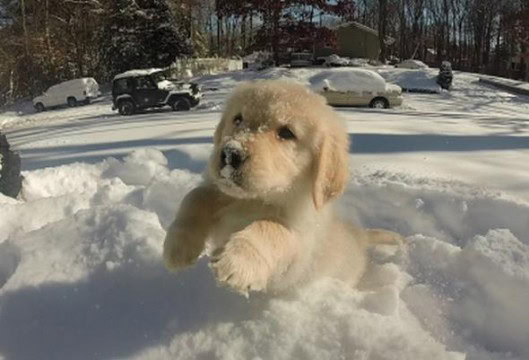 26 Animals That Are Having the Best Snow Day Ever