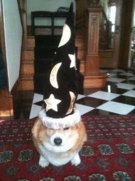 Corgi Has Innate Talent for Balancing Things on Her Head (26 Pics)