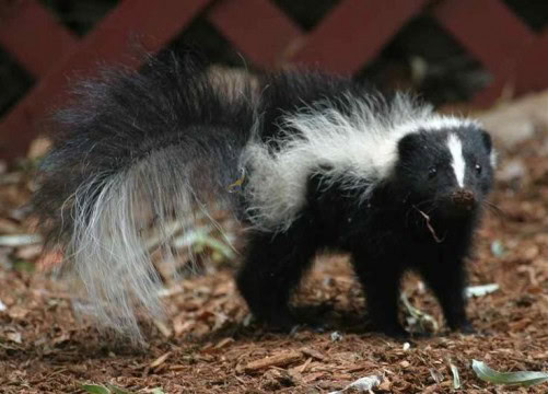 17 Baby Skunks That Will Make You Feel Better About Life