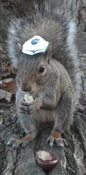 Sneezy the Squirrel Loves Wearing Hats (15 Pics)