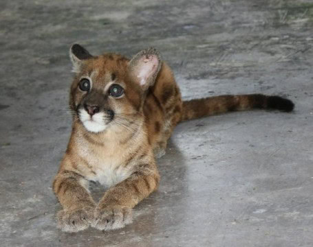 30 Big Cats Caught Being Adorable