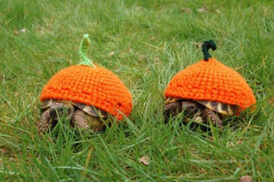 Artist Crochets Stylish Sweaters for Tortoises (14 Pics)