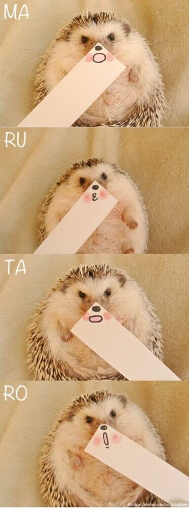 Marutaro the Hedgehog Poses With Paper Masks (14 Pics)