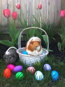 18 Animals That Are Totally Ready for Easter