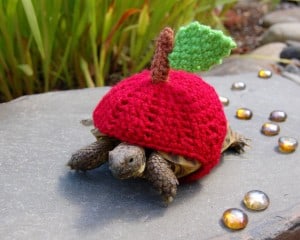 Artist Crochets Stylish Sweaters for Tortoises (14 Pics)