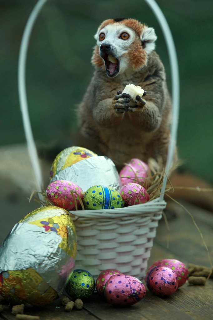 18 Animals That Are Totally Ready for Easter