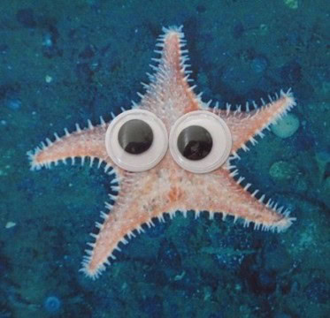 Deep Sea Fauna...With Googly Eyes