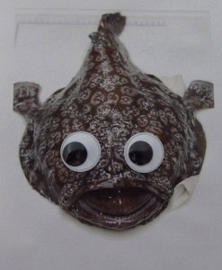 Deep Sea Fauna...With Googly Eyes