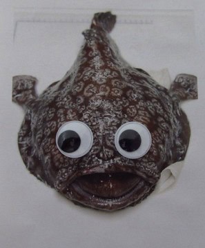 Deep Sea Fauna...With Googly Eyes