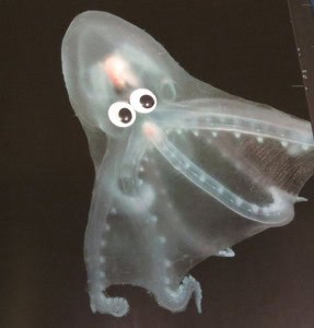 Deep Sea Fauna...With Googly Eyes