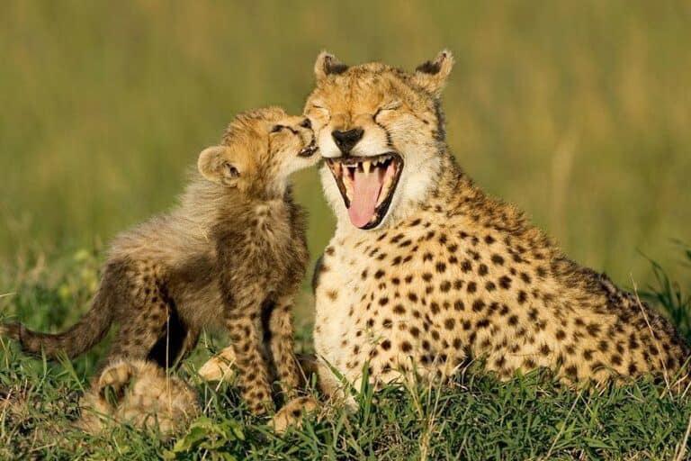 25 Deadly Animals Caught Being Cute