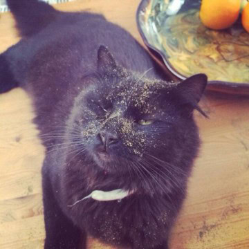 24 Animals That Are Totally on Drugs Right Now