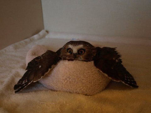 24 Animals That Are Totally on Drugs Right Now