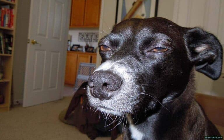 24 Animals That Are Totally on Drugs Right Now