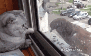 15 Awesome Animated GIFs (7.30.14)