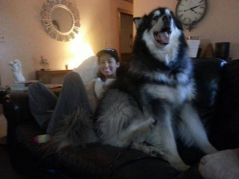 21 Big Dogs That Insist They Are Lap Dogs
