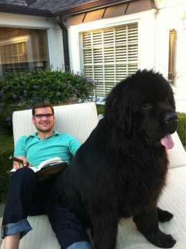 21 Big Dogs That Insist They Are Lap Dogs