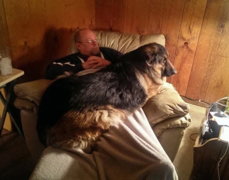 21 Big Dogs That Insist They Are Lap Dogs