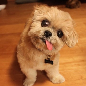 Marnie is the Goofiest Dog on the Internet (18 Pics)
