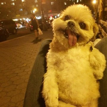 Marnie is the Goofiest Dog on the Internet (18 Pics)