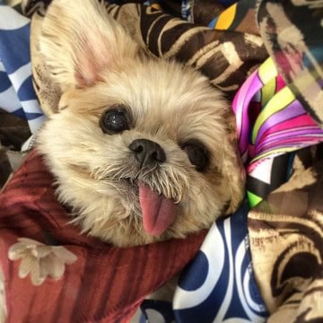 Marnie is the Goofiest Dog on the Internet (18 Pics)