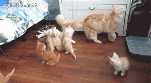 16 Extremely Startled Cats