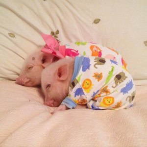 Priscilla is the Prettiest Mini Pig on Instagram (18 Pics)
